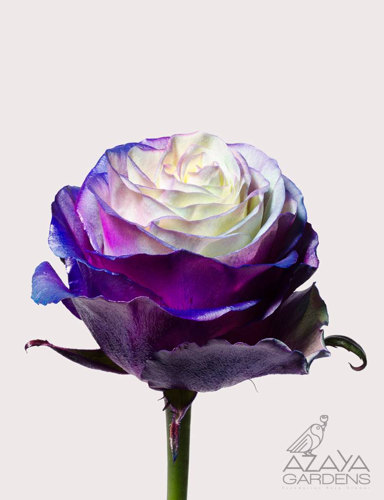 Products – Azaya Gardens