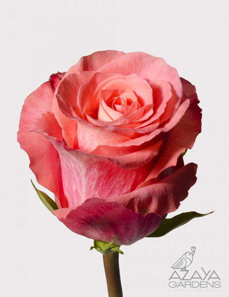 Products – Azaya Gardens